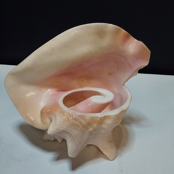 Natural | Fish | Natural Large Pink Queen Conch Shell Seashell Aquarium ...